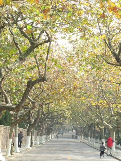 济南梧桐树梧桐树大山谷图库