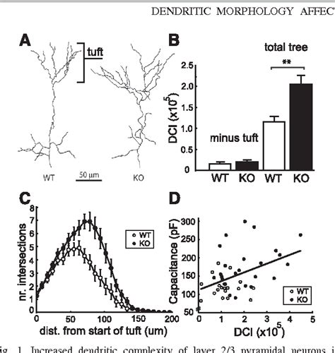 figure 1 from altered dendritic complexity affects firing properties of cortical layer 2 3
