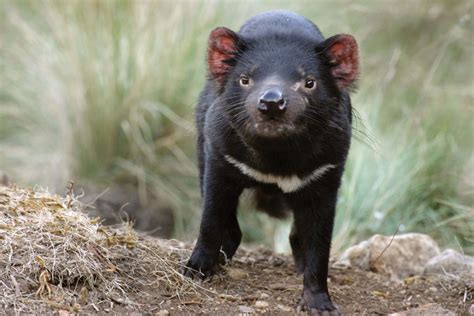 Tasmanian Devil Desktop Wallpapers Wallpics Net Wallpapers Photos Pictures Backgrounds