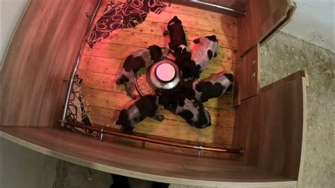 ლეკვების აღზრდა ნაწილი 6 Youtube