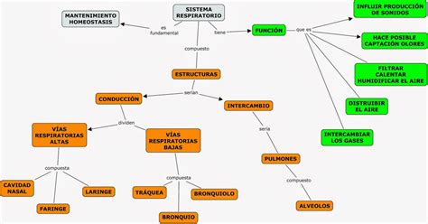 Mapa Conceptual Sistema Respiratorio Vrogue Co