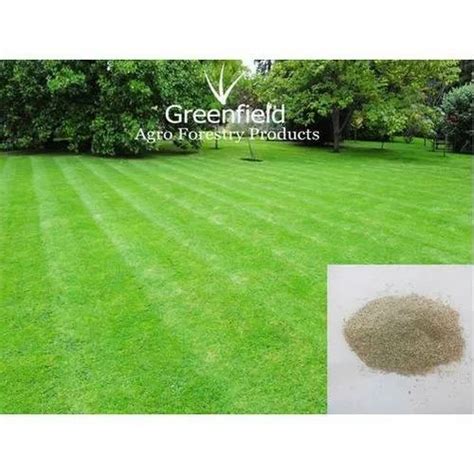 Bermuda Lawn Grass Seed Cynodon Dactylon Pack Size 5kg Rs 1800kilogram Id 9901490855