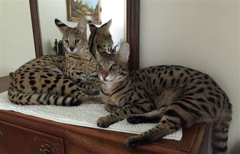 Savannah Cat Size Owners Want Their Savannah Cats To Be Big