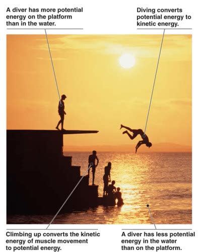 Chapter Bio Flashcards Quizlet