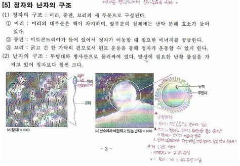 생물공부 정자와 난자의 구조 네이버 블로그