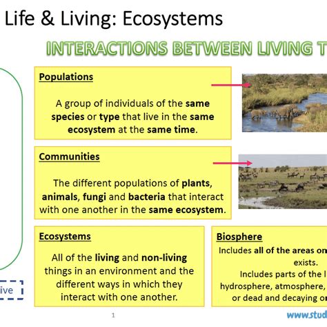 Grade Natural Sciences Summary Ecosystems