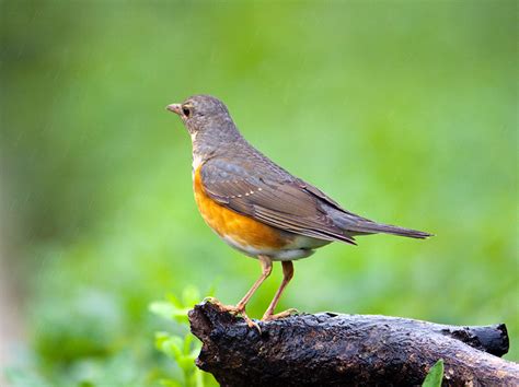 灰背赤腹鶇 湖光野鳥攝影日誌〈 小溫鏡頭下的光采〉 Udn部落格