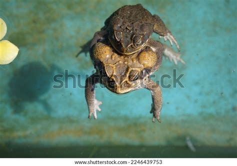 Frog Mating Cane Toad Rhinella Marina Stock Photo 2246439753 Shutterstock