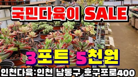 인천다육 💞국민다육이 전품목 Sale~ 3포트 5천원에 🏡인천 남동구 호구포로400 ☎️ 010 5316 7402 Youtube
