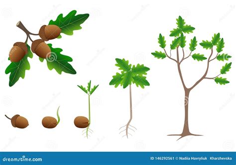 sequence of a oak tree growing isolated on white stock vector illustration of leaf growing