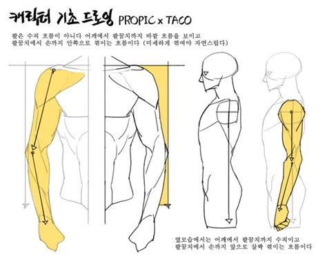 타코작가 Taco1704 Twitter Body Drawing Tutorial Body Anatomy Taco Drawing