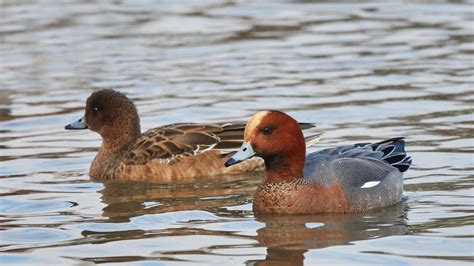 The Magic Of Bird Migration In Lincolnshire