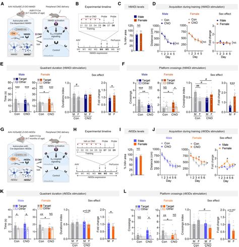 Hippocampal Astrocytes Induce Sex Dimorphic Effects On Memory Cell Reports