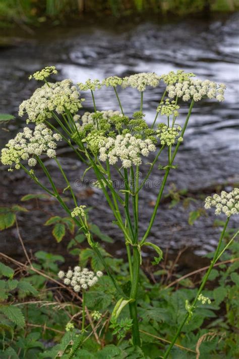 Heracleum Sphondylium Commonly Known As Hogweed Common Hogweed Or Cow Parsnip Wild Flowers Of