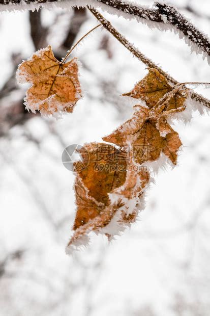 冬叶覆盖着雪和霜特写高清图片下载 正版图片507374133 摄图网