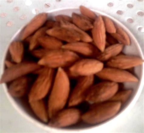 Taman Pokok Zaitun Biji Benih Zaitun Olive Seeds Untuk Dijual