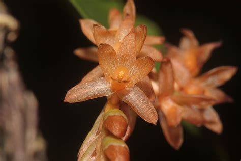 Dendrochilum Convallariiforme Orchidaceae