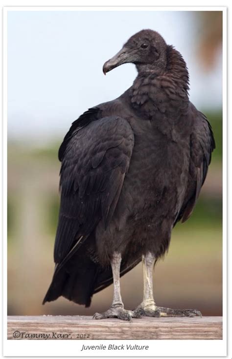 Black Vulture Beautiful Birds Birds Of Prey Bird Pictures