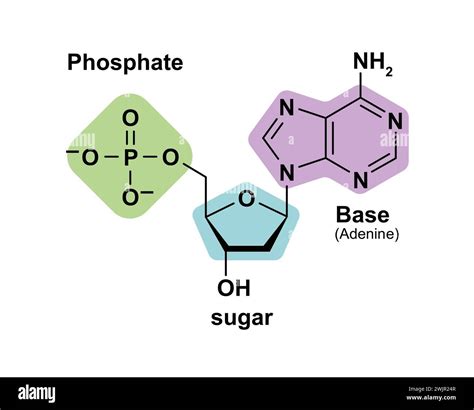 Nucleotide Basisstructuur