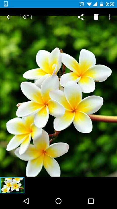 Android Folder Has Many Images But Only Single Image Is Visible Through Gallery Intent Stack