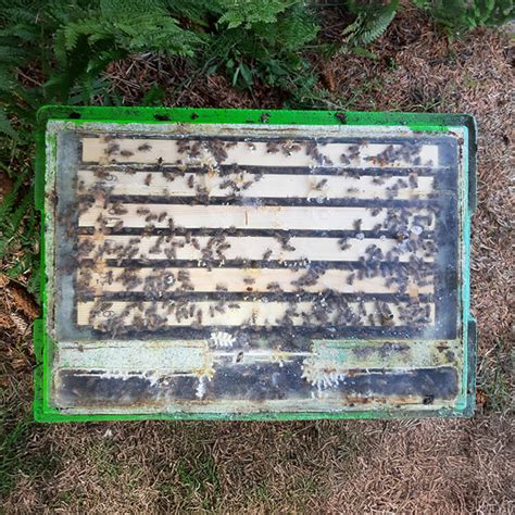 Nuclei Deposit Denrosa