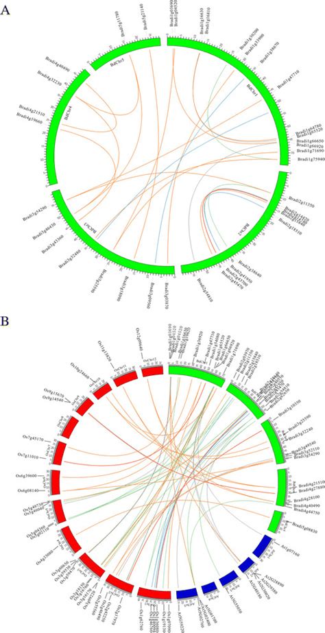 Duplication Event Analysis Of Bdpp2c Genes And Comparative Synteny Download Scientific Diagram