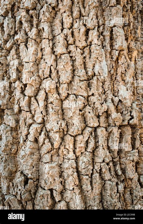 Tree Bark Texture Background Stock Photo Alamy