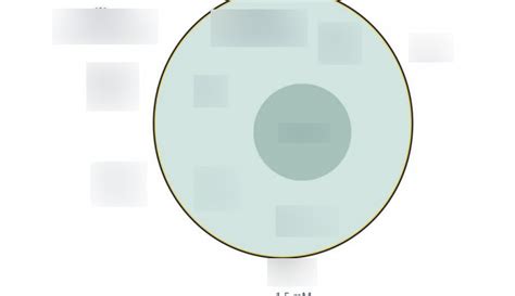 8 Diagram Quizlet
