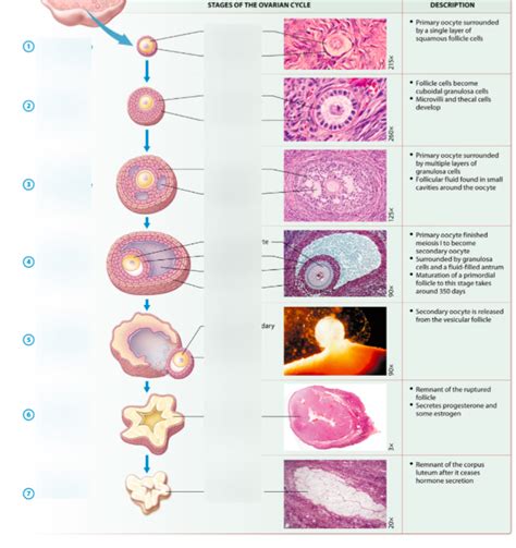 Ovary Slides Diagram Quizlet