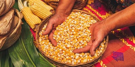El Maíz En Guatemala Características Y Beneficios Alimenticios