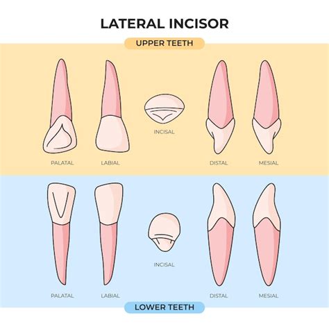 Premium Vector Anatomy Set Of Upper And Lower Lateral Incisor Teeth