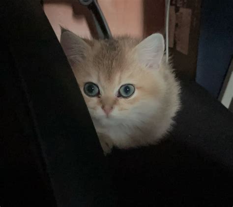 基于 Trubo、pnpm、nextjs、tsup 的 Monorepo 放题 Youking