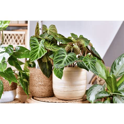 Philodendron Verrucosum The Velvet Leaf Plant Pots Of Dirt