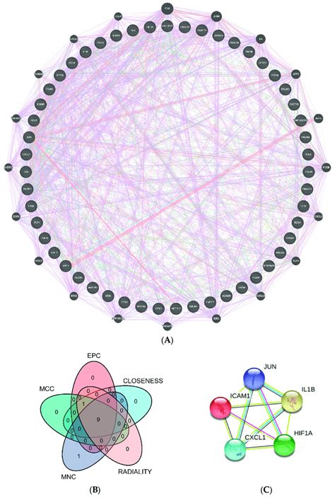 Ppi Network A 51 Crucial Common Genes In Ppi Network B Venn Download Scientific Diagram