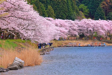海津大崎 桜