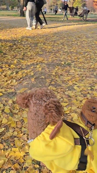 낭만적이지못해 반려견 단풍나무 강아지 노랑색 현실적인 Youtube