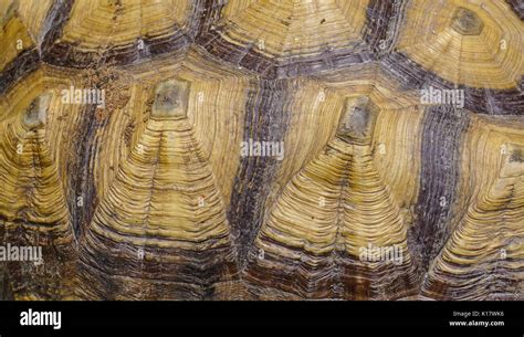 Large Turtle Shell Texture Beautiful Background Close Up Stock Photo Alamy