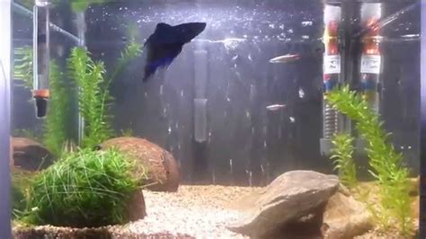 Aquário Comunitário Com Betta E Cortina De Ar Youtube