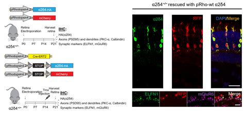 Targeted Gene Perturbation Yuchen Wang Laboratory