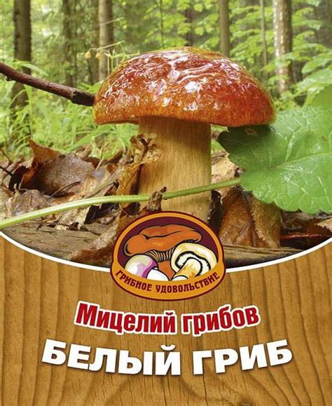 Мицелий грибов, где купить