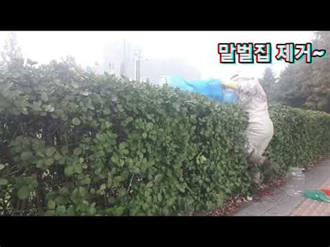 솟대공원 말벌집 제거 YouTube