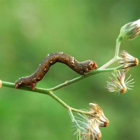 Premium Photo Close Up Of Grasshopper On Branch Premium Photo Close Up Of Grasshopper On Branch