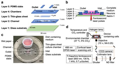Design And Principle Of The Microfluidic Device And Femtosecond Fs