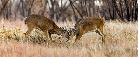 Oklahoma Department Of Wildlife Conservation Odwc Oklahoma City Ok