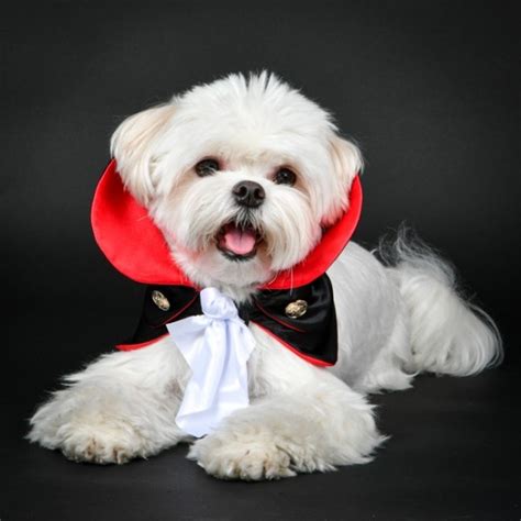 올치 할로윈 파티 드라큘라 케이프 페오펫몰