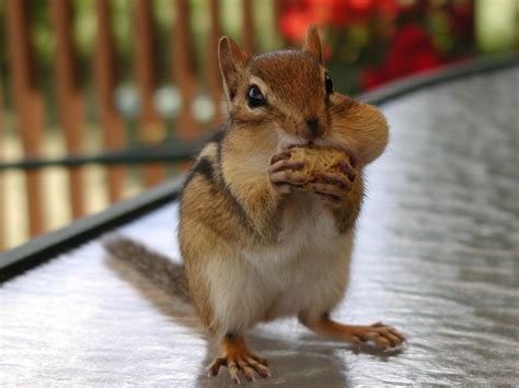 Configuring Wireshark To Use GEOIP