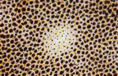 Chromatophores Okinawa Institute Of Science And Technology Oist