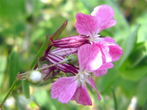 Silene Dioica