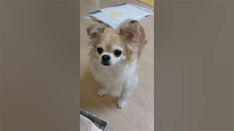 거 참 고기한번먹기 힘들다 힘들어~ Youtube