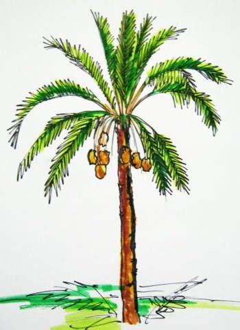 How To Draw A Date Palm Tree In 2022 Palm Tree Sketch Palm Tree Drawing Palm Trees Painting
